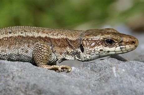 Lézard