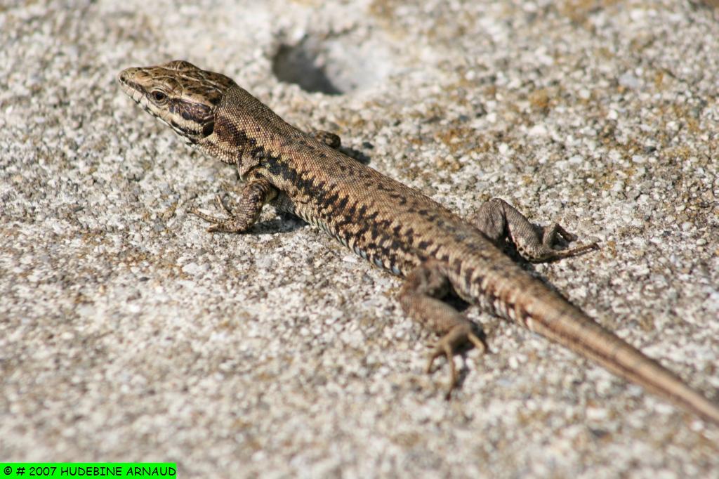 Lézard